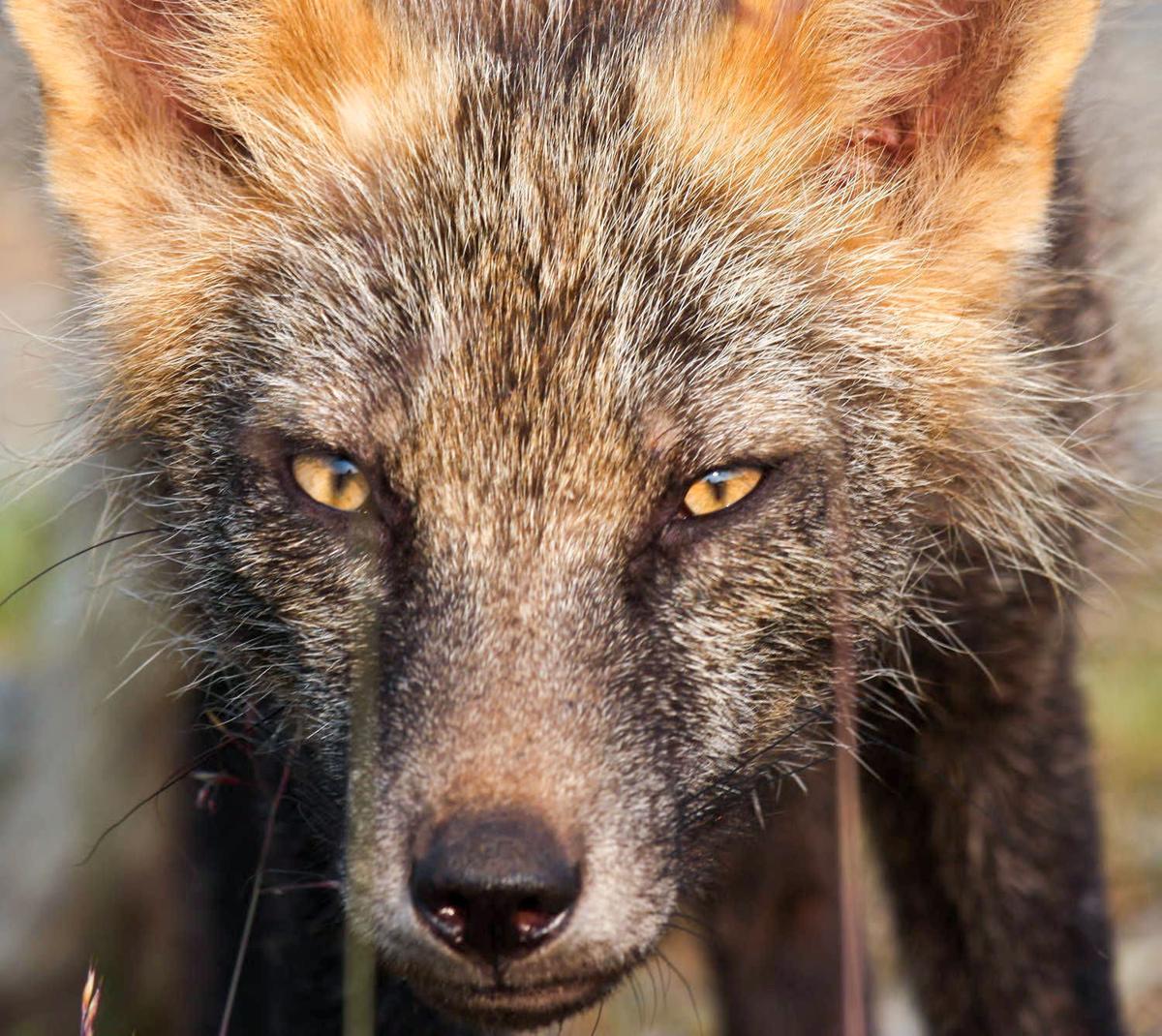 Rabies entering northern Gila County | Latest News | wmicentral.com