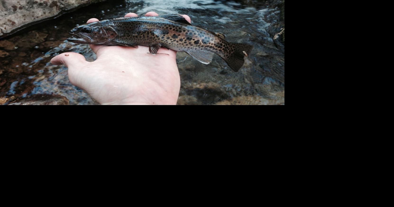 How to catch and release trout | Outdoors And Gardening | wmicentral.com
