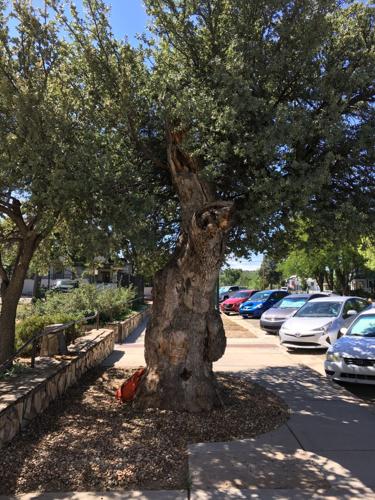 Centennial Witness Trees of Arizona: A brief history of our gentle ...