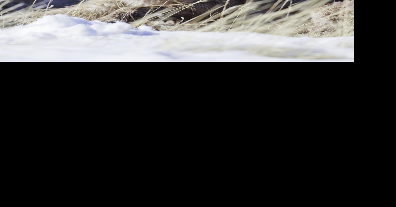 Collared wolf, pack kills three calves | Apache County | wmicentral.com