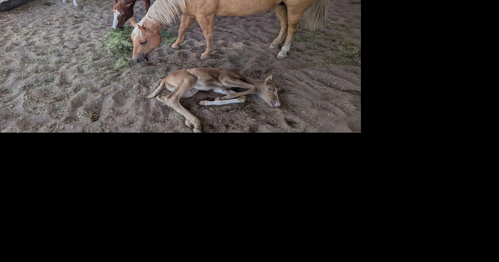 Newborn foals, devoted volunteers and urgent needs at the BUB | Fire ...