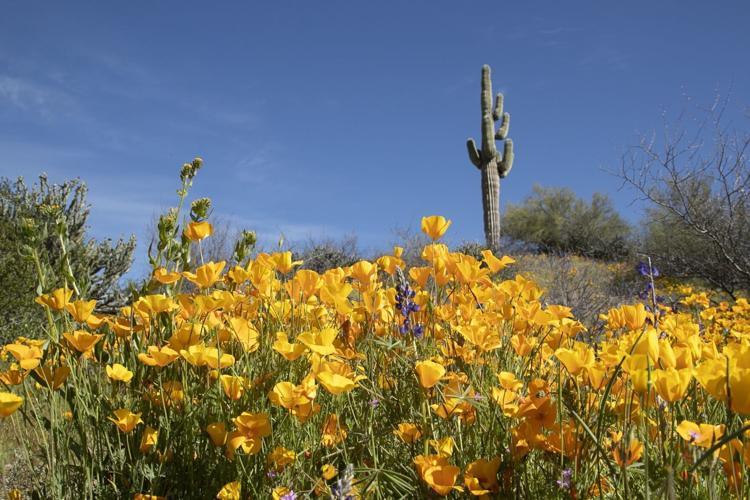 A memorable March with a ‘superbloom’ of wildflowers | Outdoors And ...