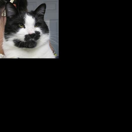 Adopt Granger | Adopt a Pet | wmicentral.com