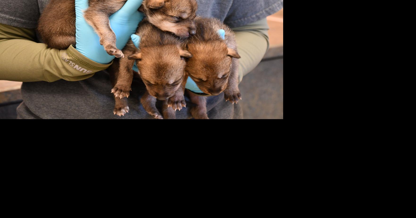 Biologists place 16 captive-born wolf pups into wild dens | News ...