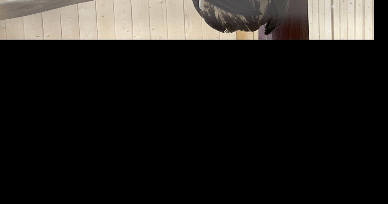 Bald eagle, turkey vulture feature in WMNC event | News | wmicentral.com