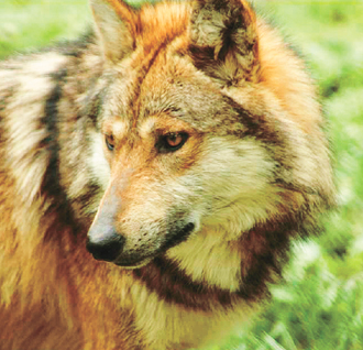 Yearling female Mexican wolf dies after being trapped | Premium News ...