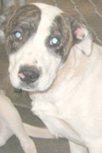 Adopt Ocella | Adopt a Pet | wmicentral.com