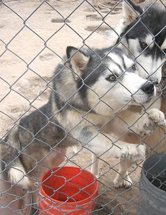 Adopt a Husky | Adopt a Pet | wmicentral.com