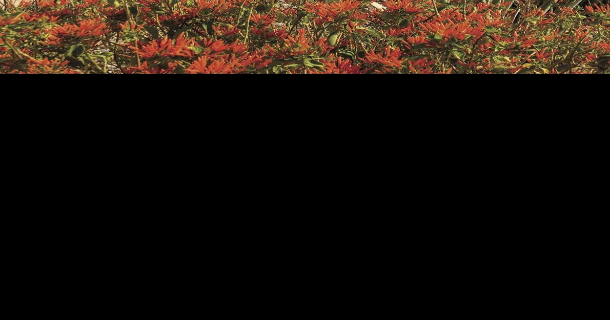 Explore high desert plants and learn the lingo | 260 Connection ...