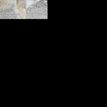 Up-to-date overview of the Mexican wolf reintroduction project to be ...