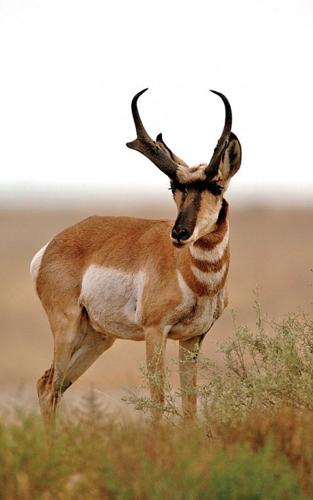 pronghorn cd