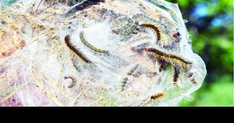 Fall webworm activity reported in Show Low, Linden areas | Recreation ...