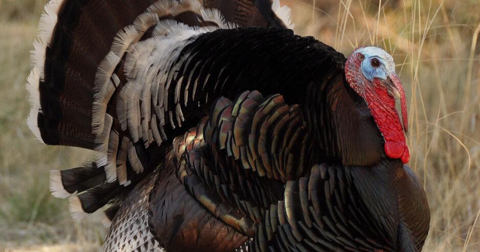 Get ready for the gobblers | Outdoors And Gardening | wmicentral.com