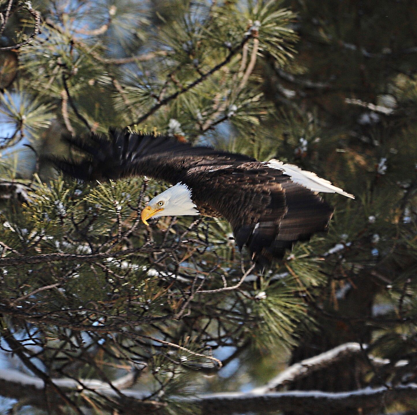 Arizona bald eagles go against the trend | News | wmicentral.com