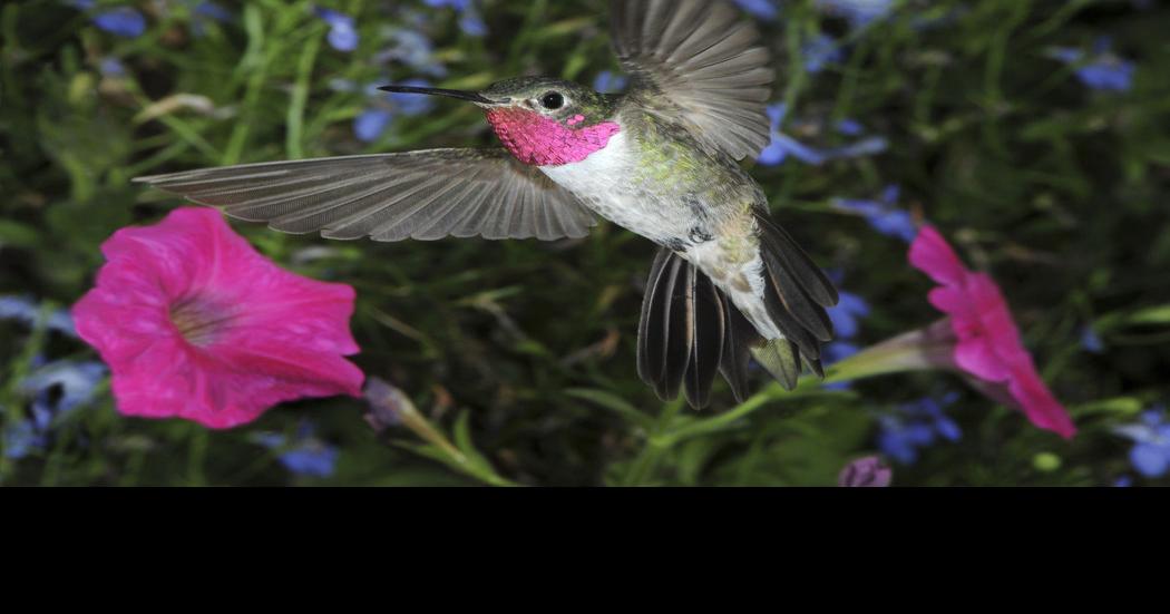 High Country Hummingbird Festival at Sipe Wildlife Area set for July 30 ...