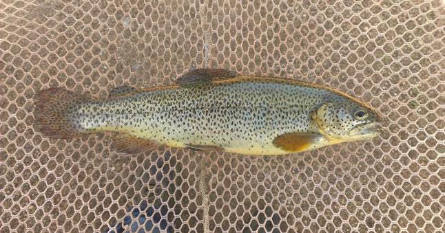 Arizona state fish returns: AZGFD to resume stocking Apache trout ...