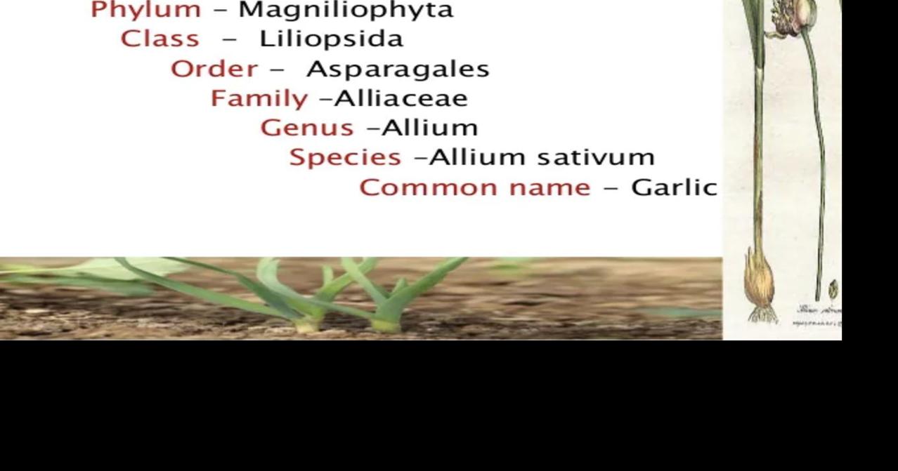 liliopsida common name