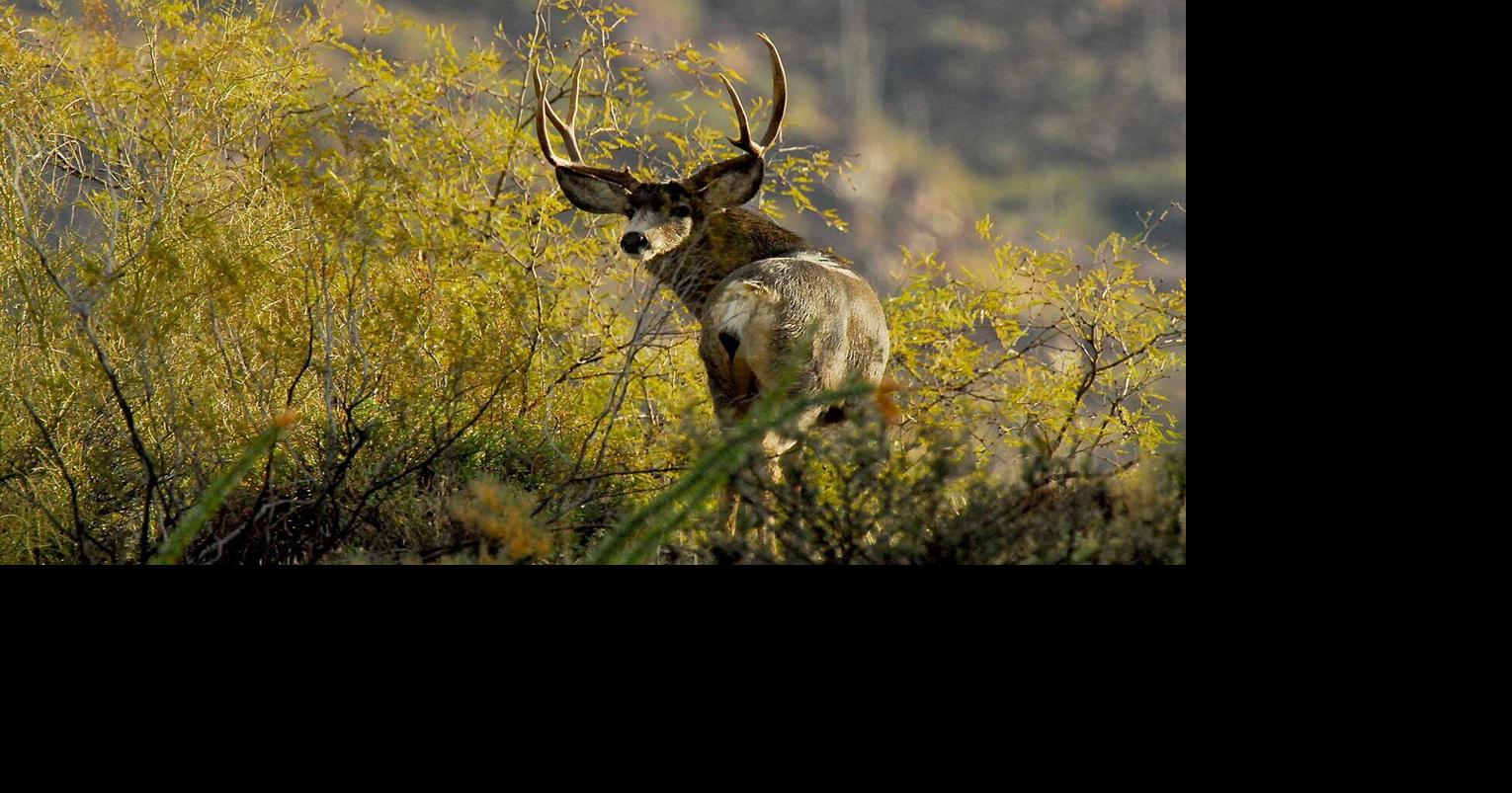 Limited-entry permit-tag applications open through Aug. 6 | Arizona ...