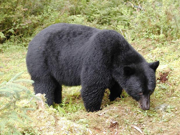 Be bear aware while visiting Apache Sitgreaves National Forests ...