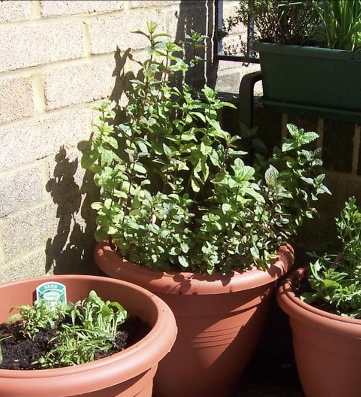 Lasagna gardening | Outdoors And Gardening | wmicentral.com