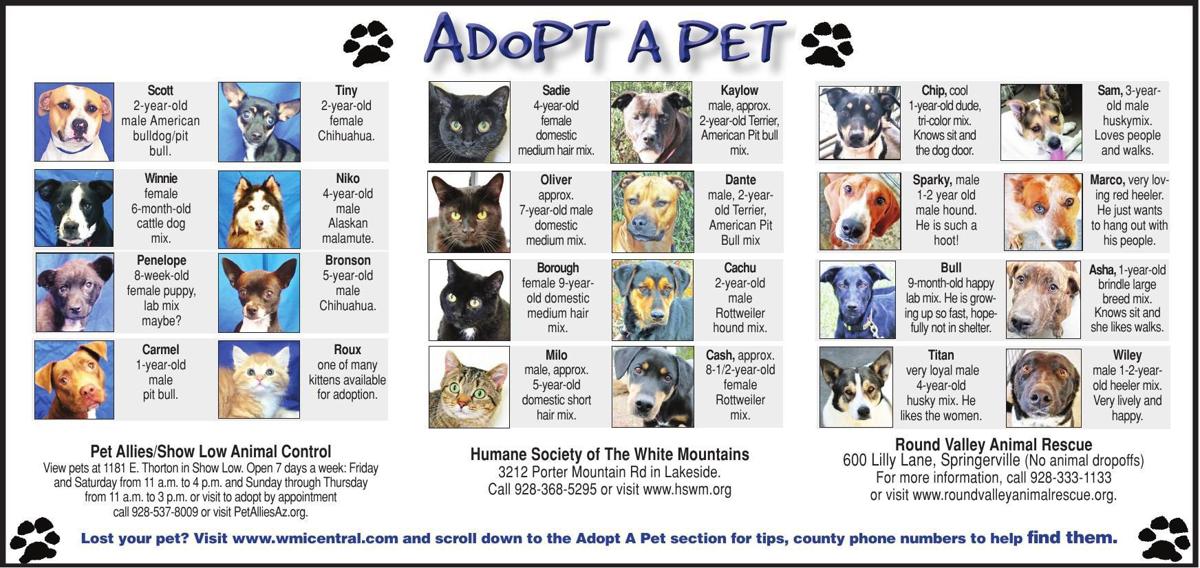 Adopt a Pet | Adopt a Pet | wmicentral.com
