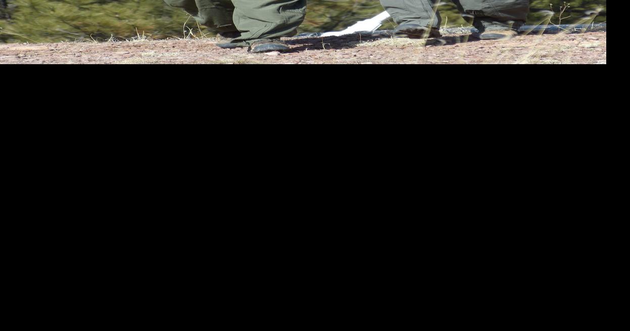 When wolves fly: Annual Mexican wolf count underway | Apache County ...