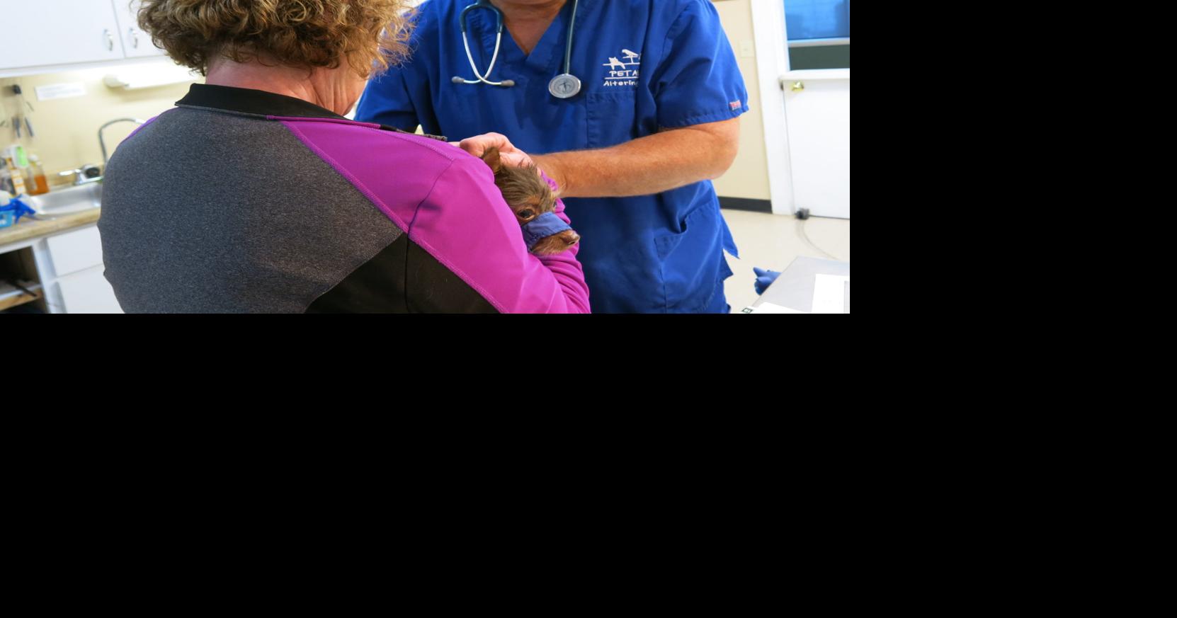 Beloved Pet Allies veterinarian planning 2020 retirement | Latest News ...