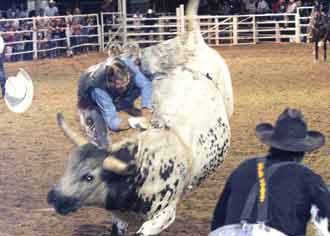 Taylor Rodeo thrills thousands | Local Sports | wmicentral.com