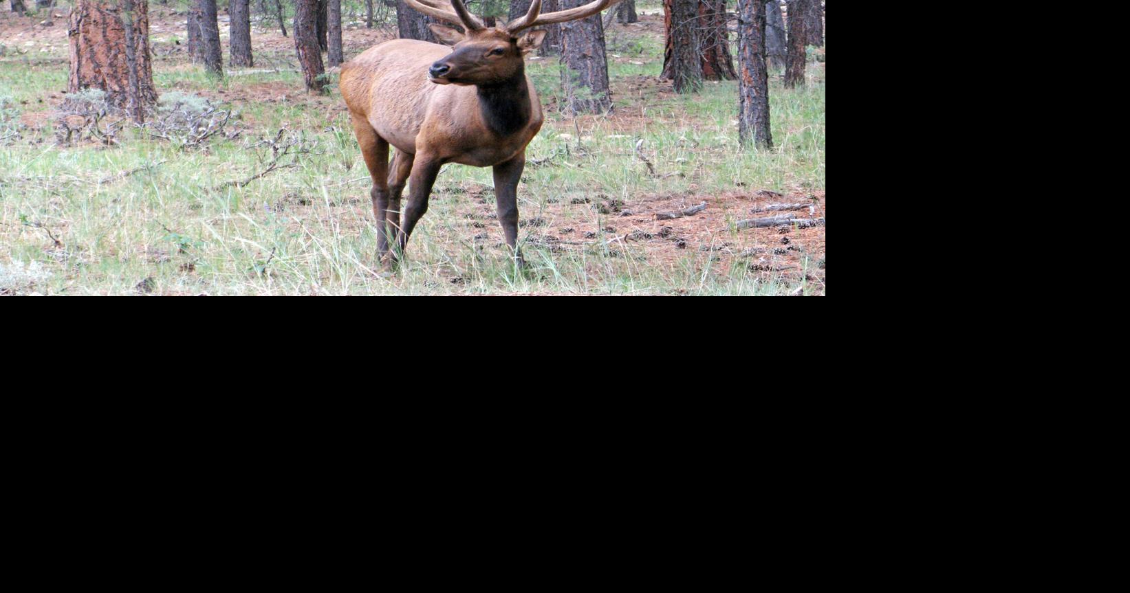 Woman dies after possible first fatal elk attack in Arizona | News ...