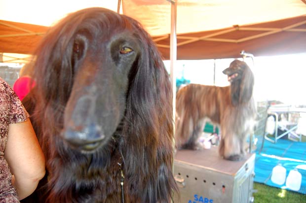 Big Dog Show | Latest News | wmicentral.com