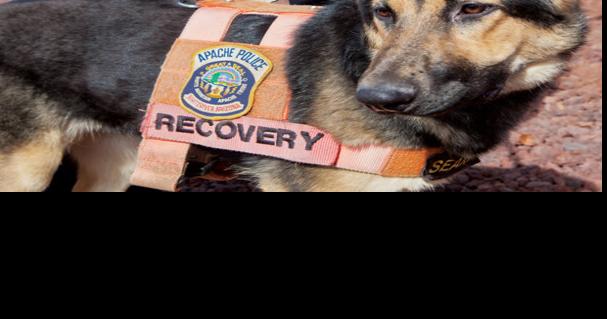 Fire accelerant-sniffing dog finds new home in the White Mountains ...