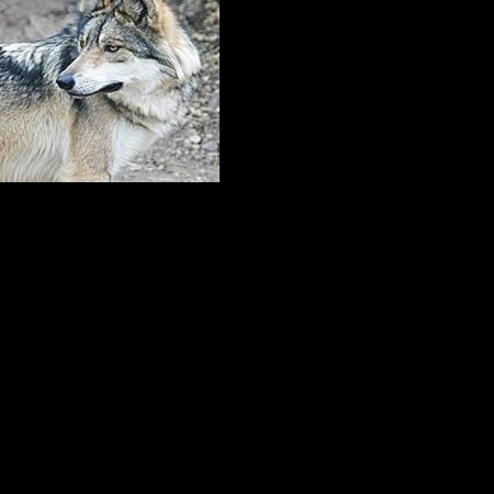 Wolves, feds under the gun at Alpine predator meeting | Latest News ...