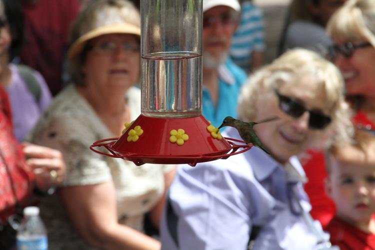 High Country Hummingbird Festival at Sipe Wildlife Area set for July 30 ...