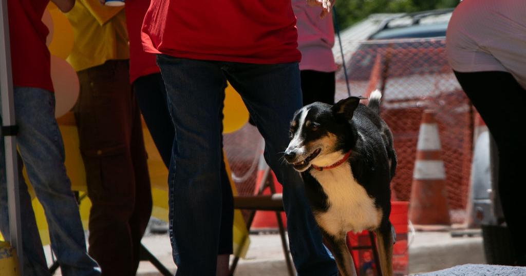 10,000 ducks, one big event | News | wmicentral.com