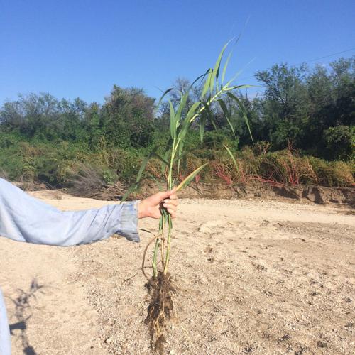 Efforts to remove invasive giant reed in Arizona rivers and lakes ...