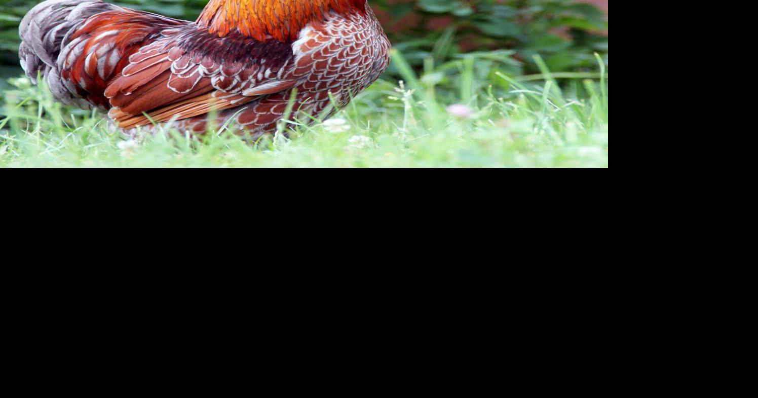 Bill allowing backyard chickens crosses one roadblock | News ...