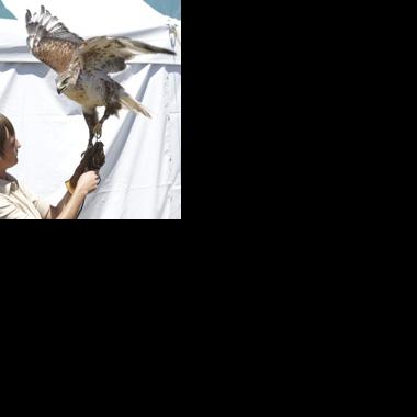 Arizona Raptors set to fly Saturday at The Nature Center | Recreation ...