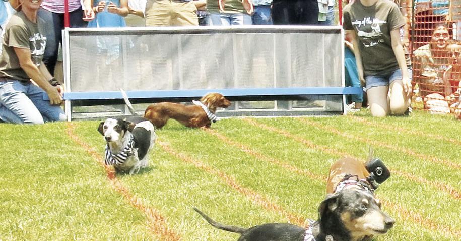 Register for weiner dog races | | wmicentral.com