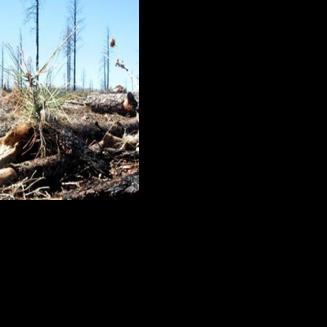 Slow recovery for forest five years after fire | Heber/Overgaard ...