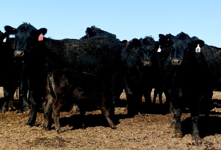 Pollard Farms has operation down to a science | Don't Miss This ...