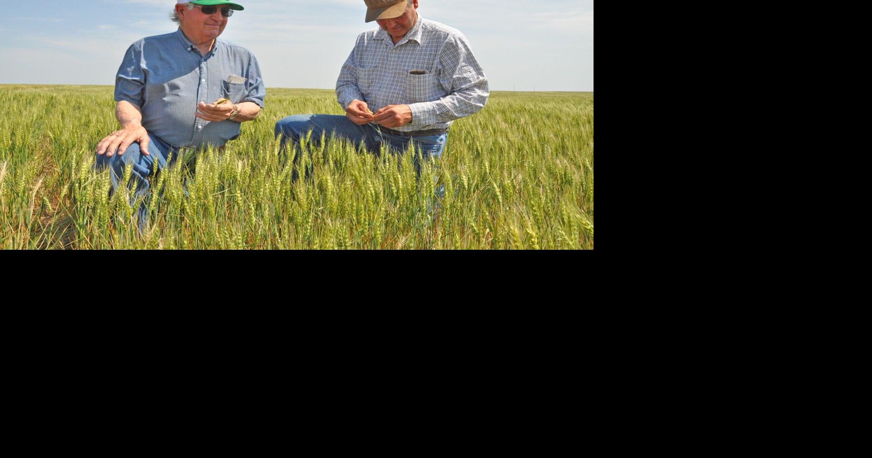 Short crop, high demand could crimp wheat seed supply | | woodwardnews.net