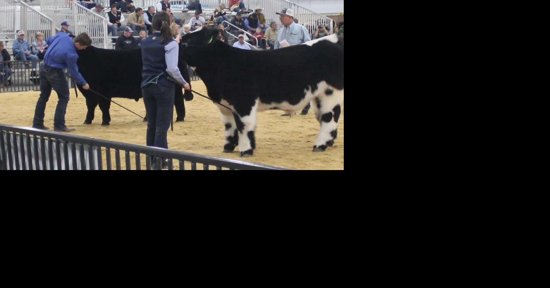 Woodward District Livestock show judging steers | Community ...
