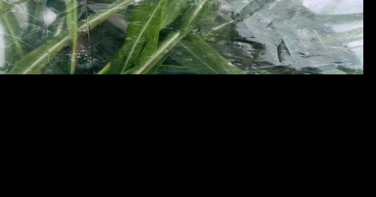Prussic acid found in Johnsongrass in Woodward County; OSU Extension ...