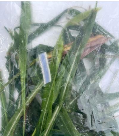 Prussic acid found in Johnsongrass in Woodward County; OSU Extension ...