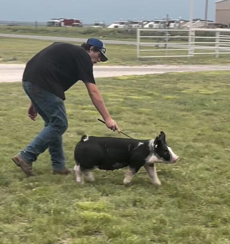 Shattuck FFA officer spotlight — Tyler Sibley | News | woodwardnews.net