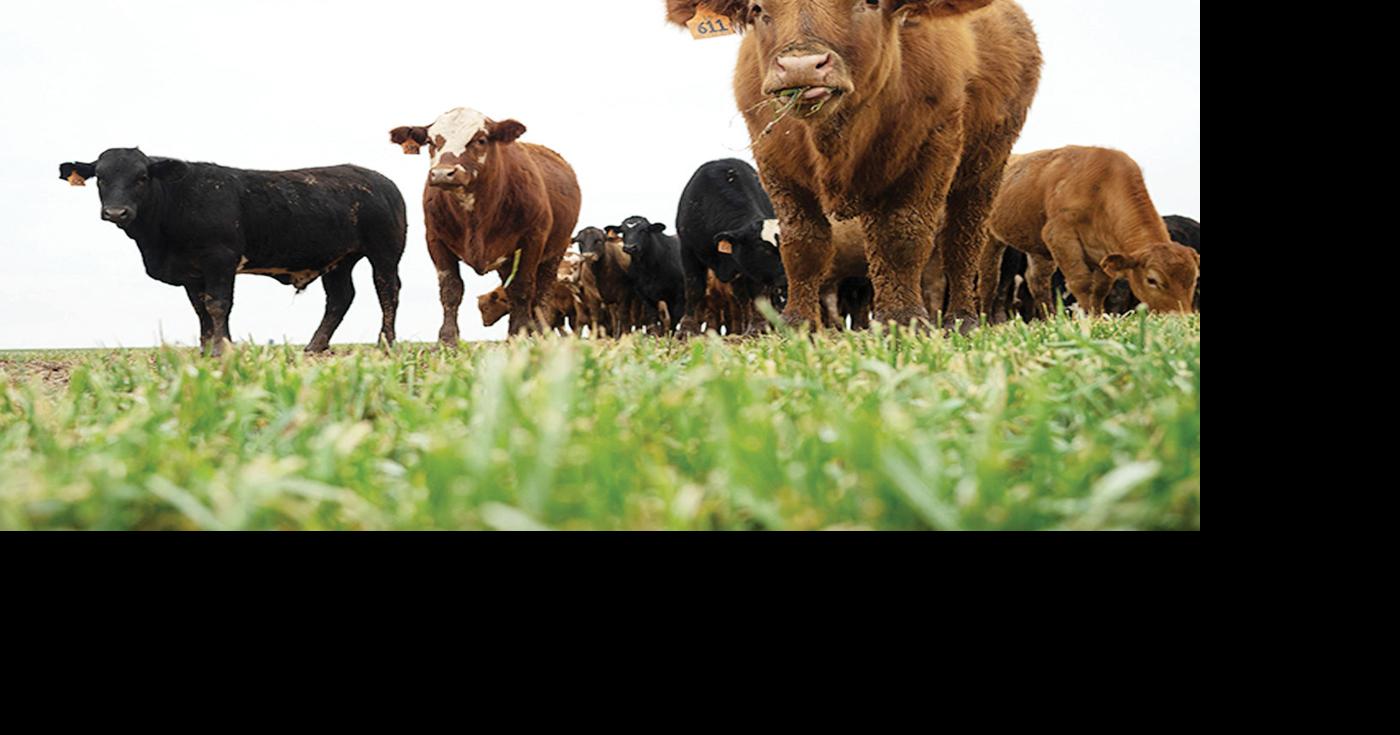 Cattle markets, wheat planting on beef producer minds for fall | News ...