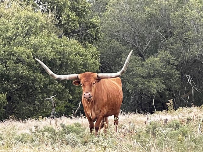 Area cattleman works to provide customers with 'high-quality beef ...