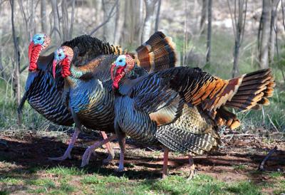 Wild turkey numbers make gains ccross the state | News | woodwardnews.net