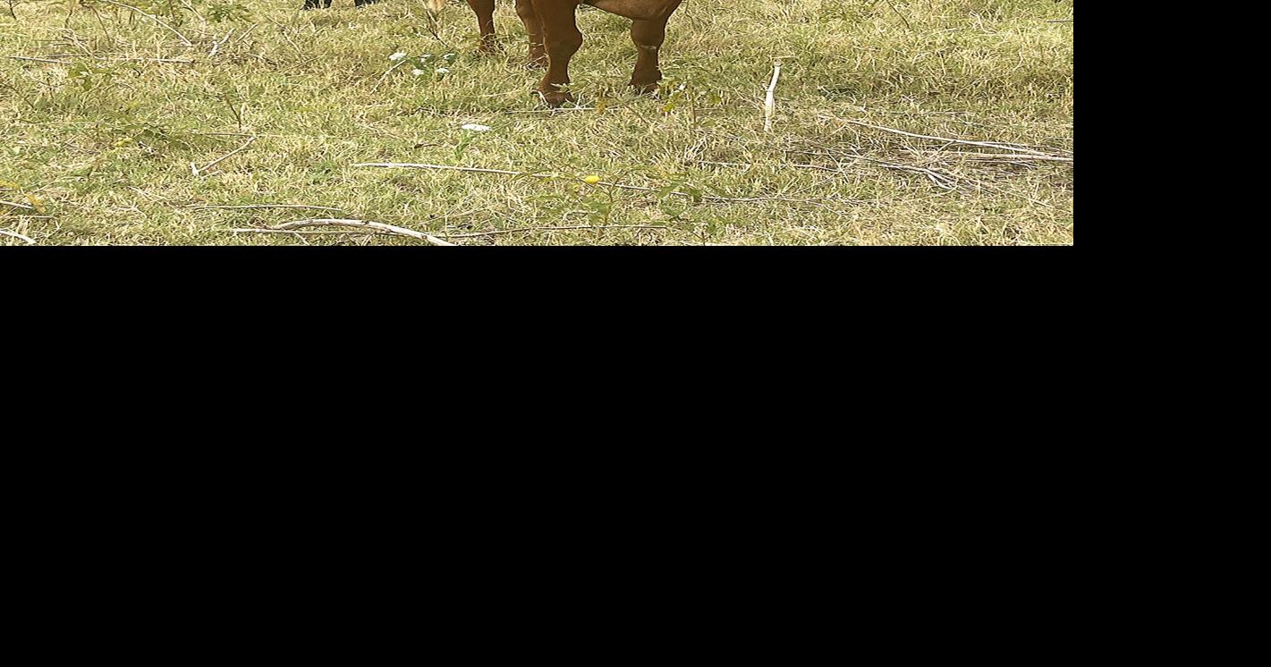 Area cattleman works to provide customers with 'high-quality beef ...
