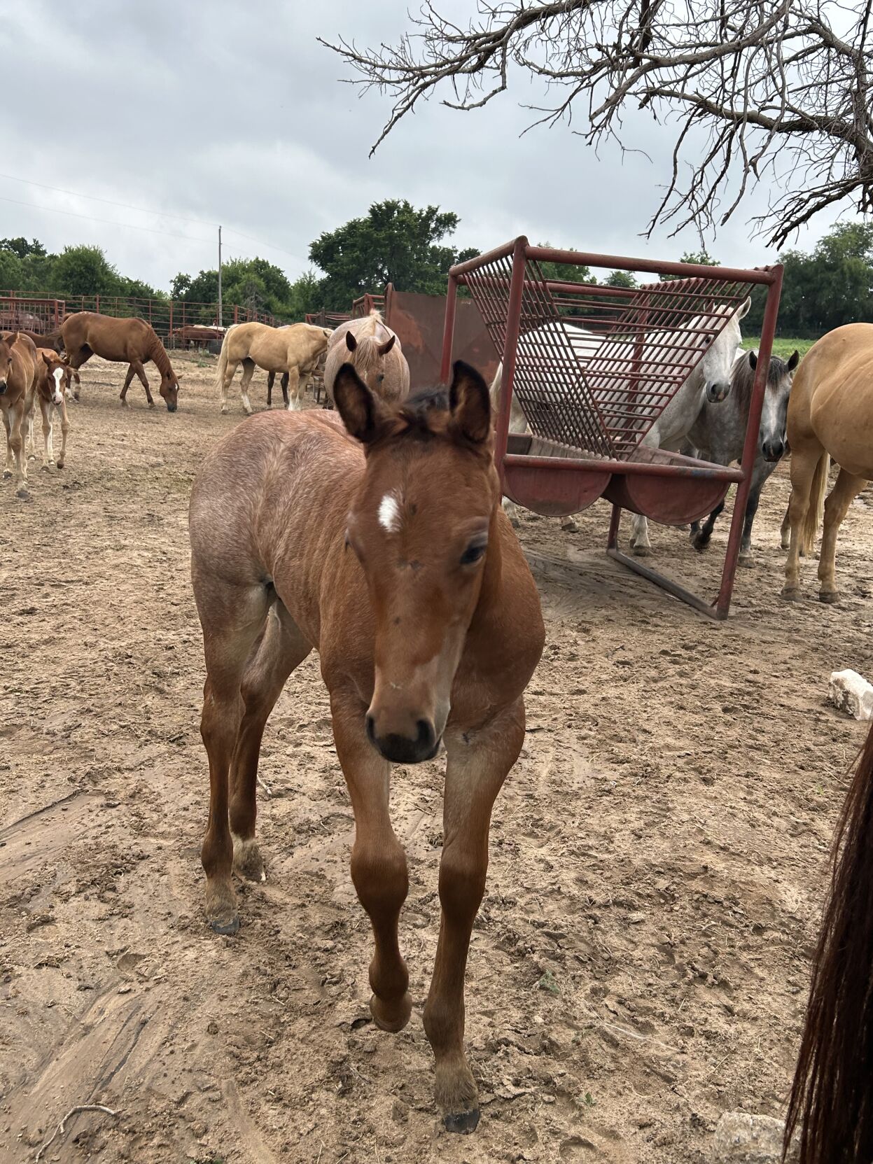 Cudd Quarter Horse Sale attracts hundreds | Community | woodwardnews.net